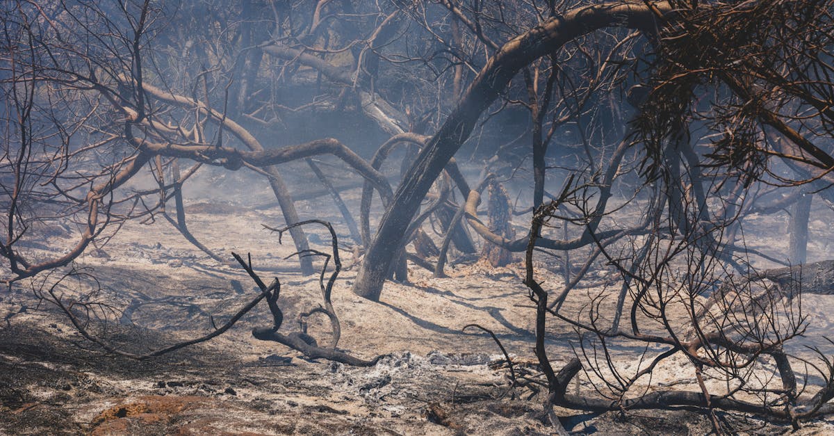 Chaos et Danger à Marseille : Les Incendies Révèlent une Crise ...