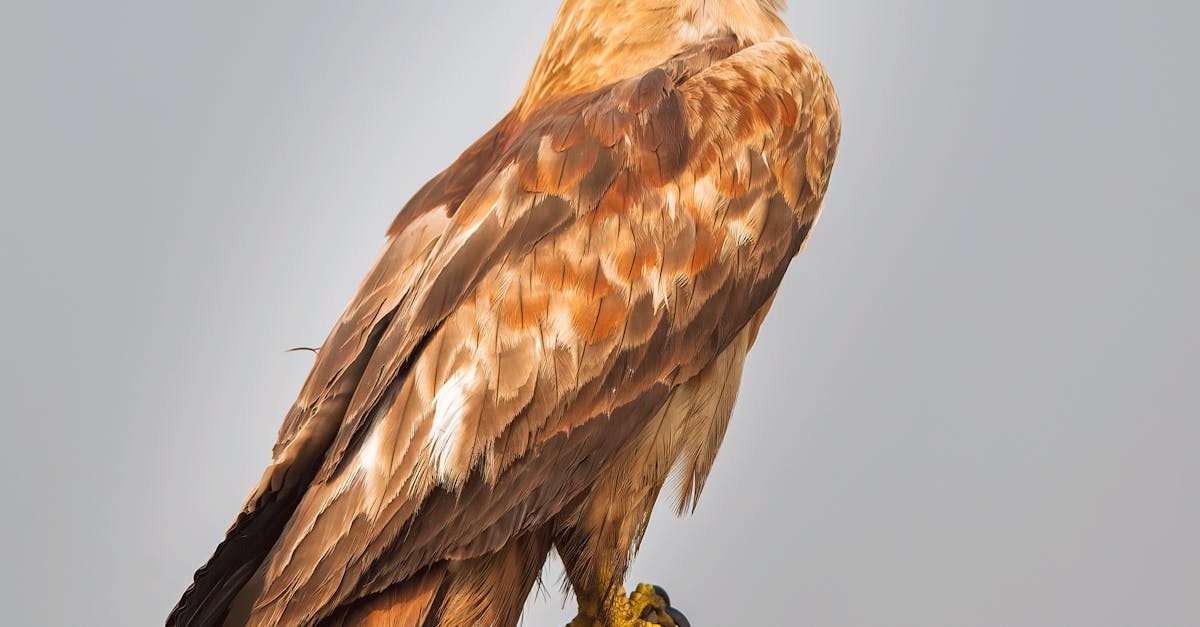 Un pisciculteur sacrifie un rapace rare : l'absurdité écologique - Off News